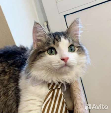 Пухляш- чудо котик.,7 месяцев