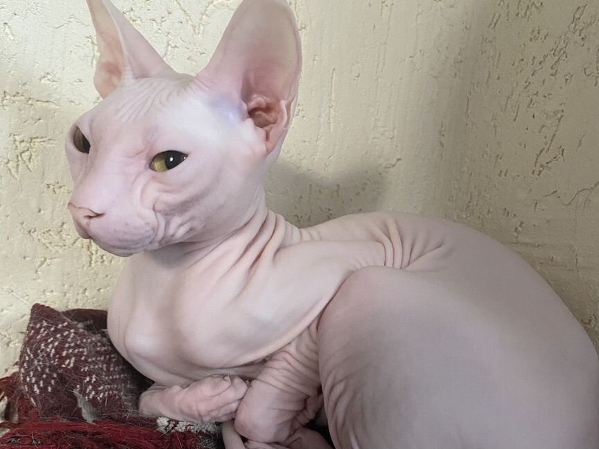 Донской сфинкс мальчик