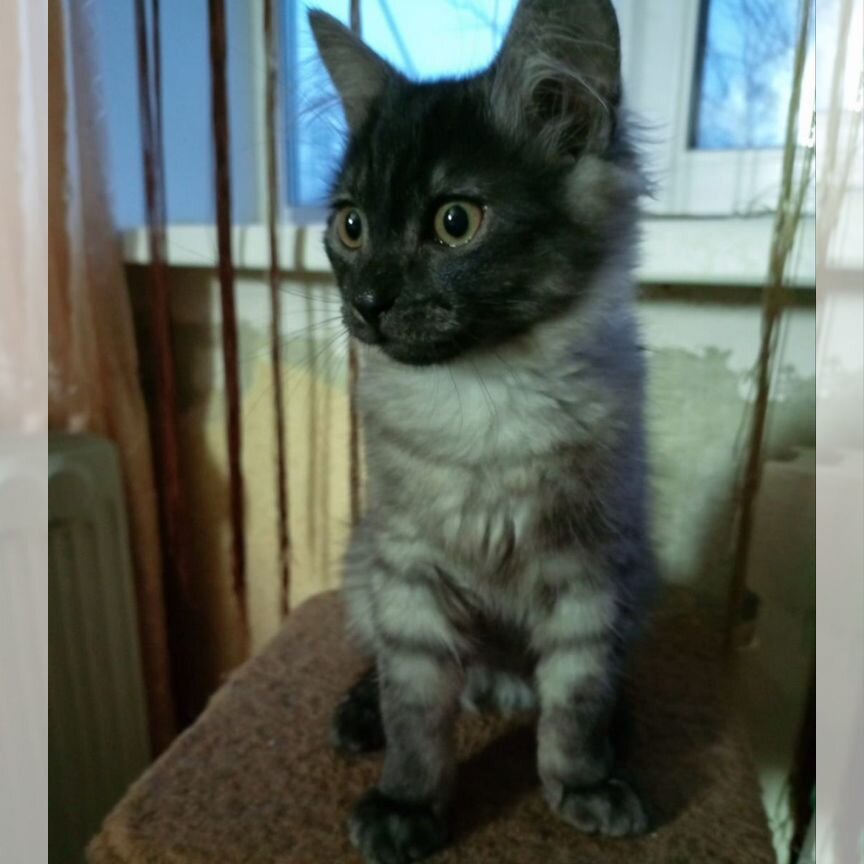 Котята домашние, возраст 4 месяца