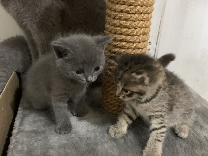 Британские котята