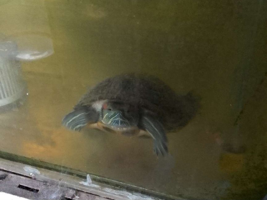 Сом перевёртыш