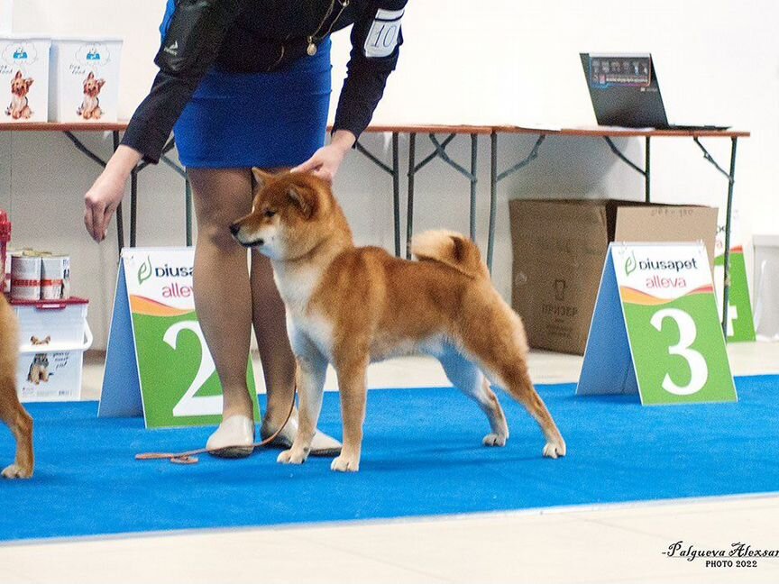 Кобель сиба ину вязка (РКФ/FCI)