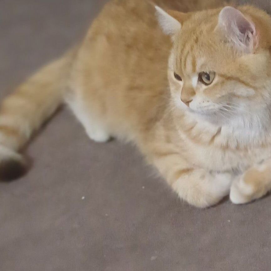 Кот Золотая Шиншилла