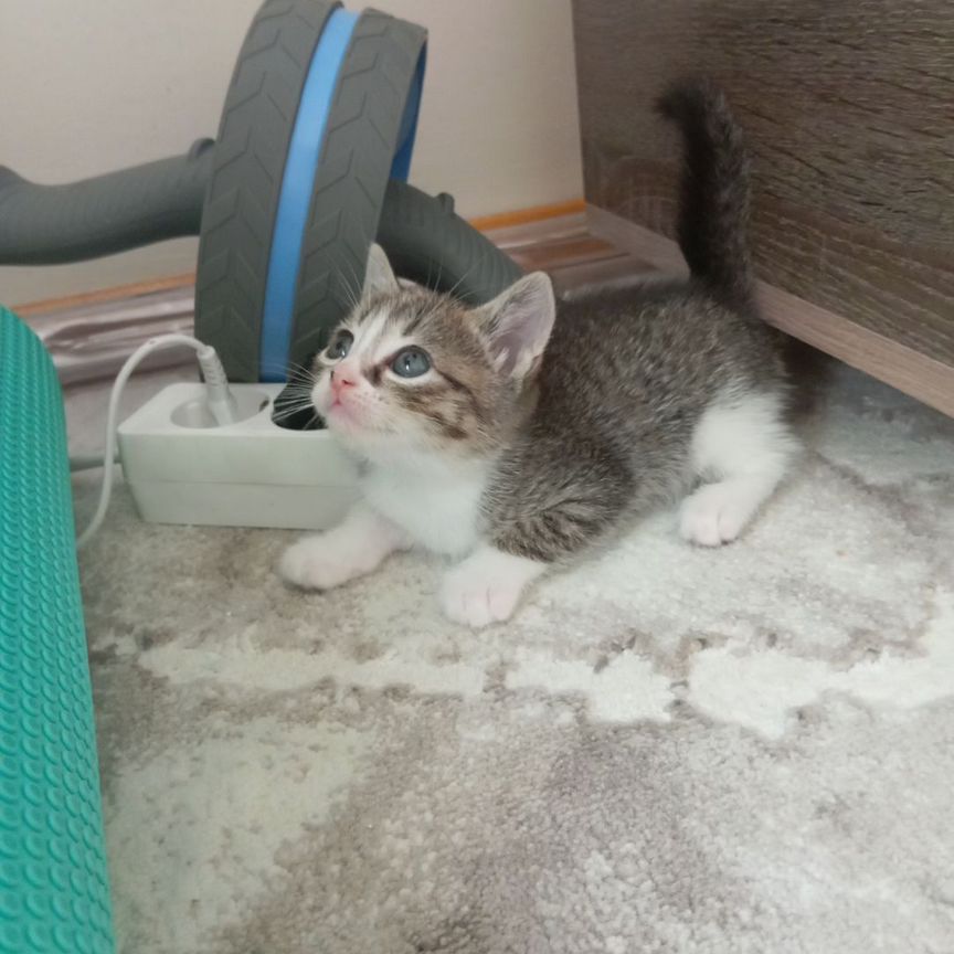 Котейки в добрые руки
