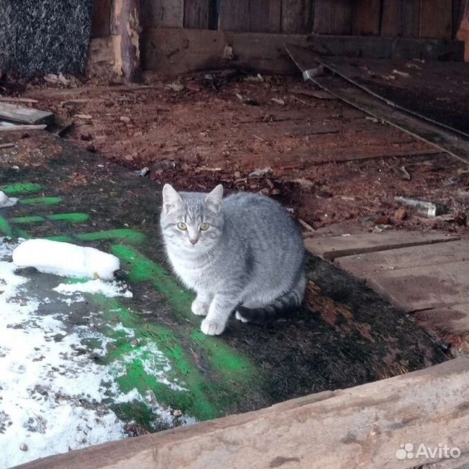 Кошечка ищит любящие ручки