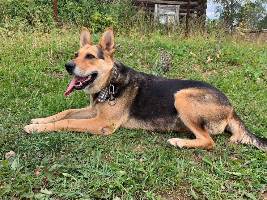 Собака в добрые руки