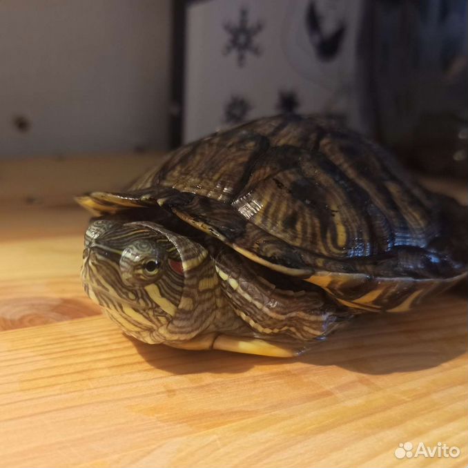 Красноухая черепаха с аквариумом