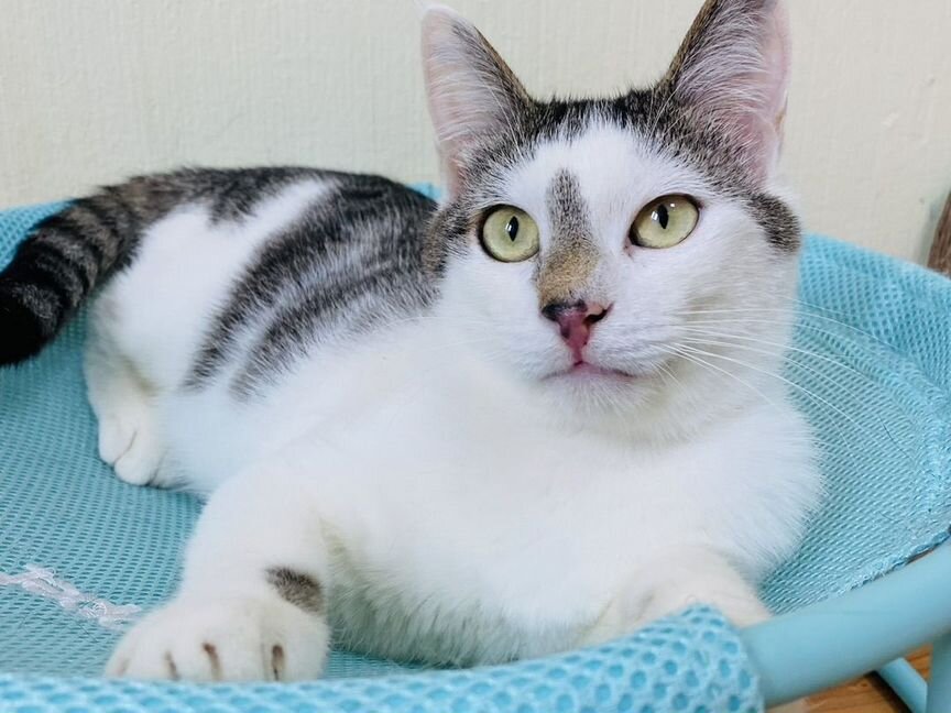 Котик Феникс ищет уютный уголок в вашем доме