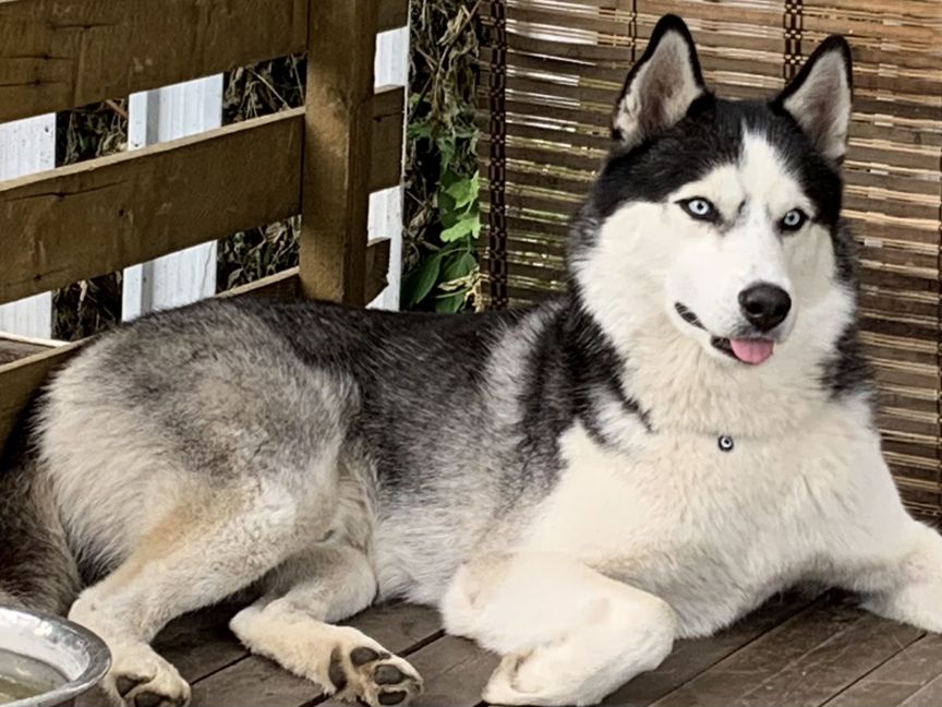 Сибирский хаски вязка