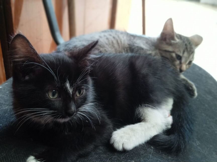 Котята в добрые руки