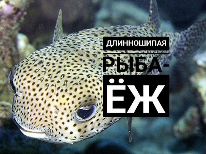 Длинношипая рыба-ёж (морская рыбка в наличии)