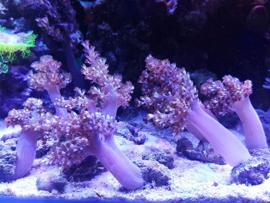 Коралл Капнелла