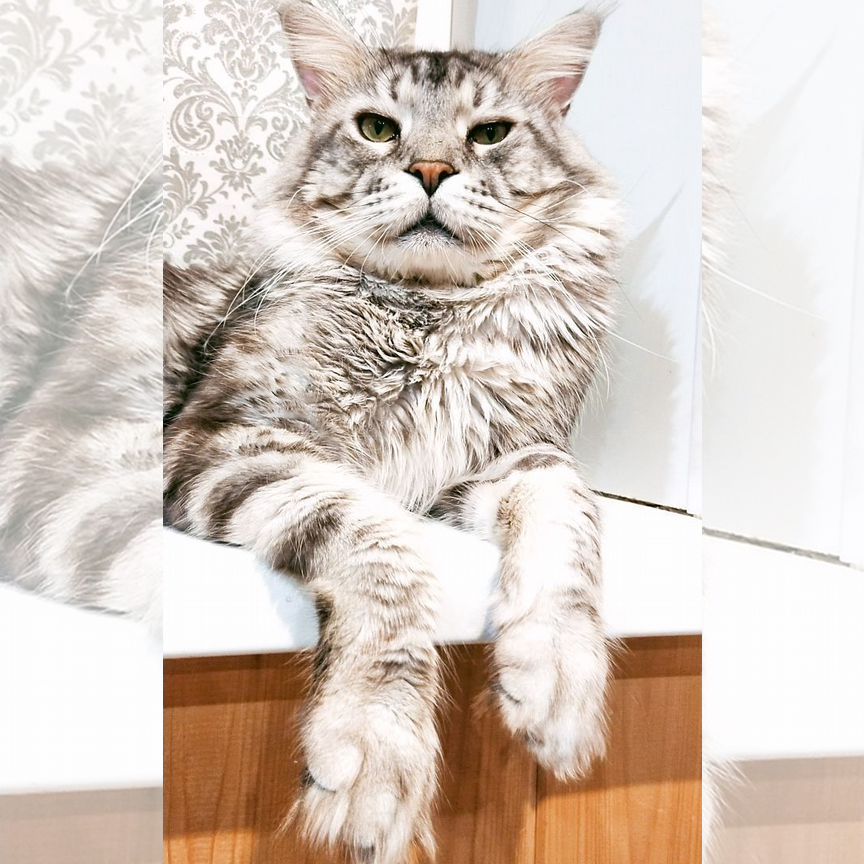 Мейн-кун котёнок