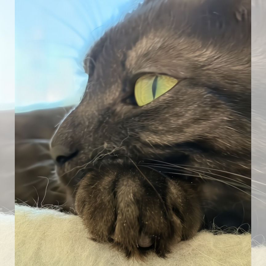 Британская короткошёрстная, взрослая кошка