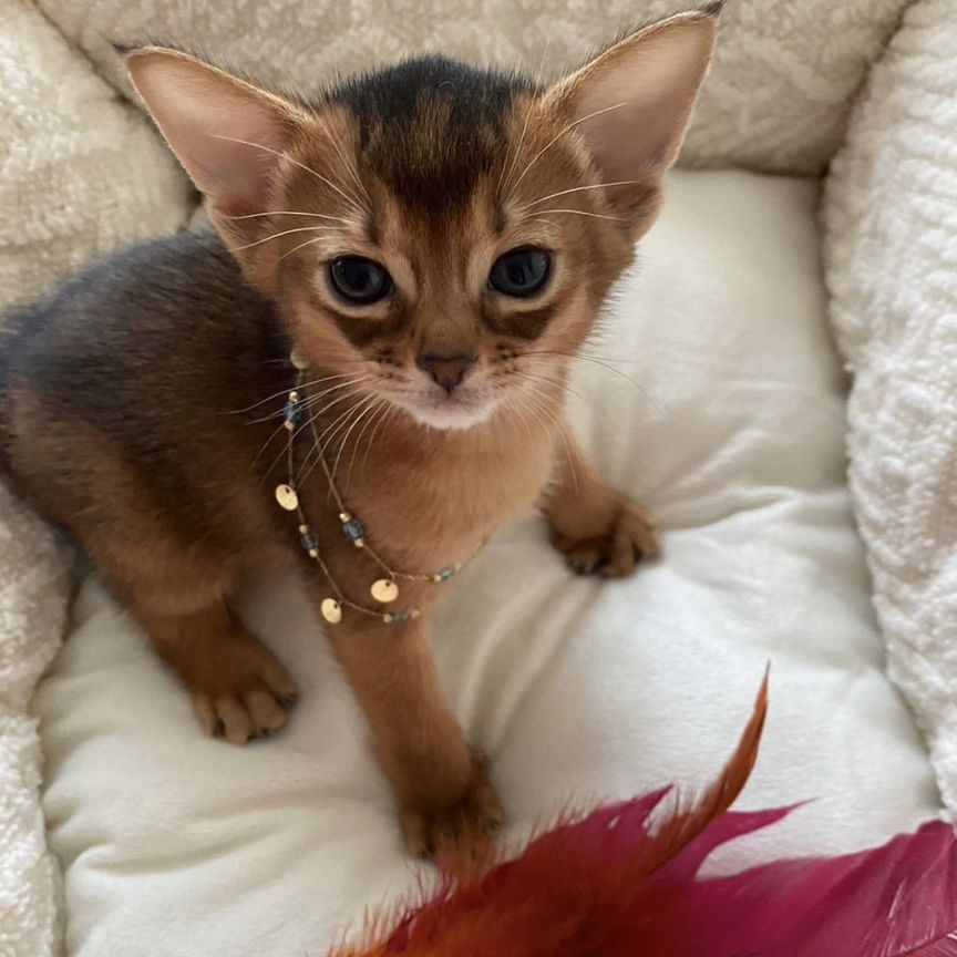 Абиссинский котёнок