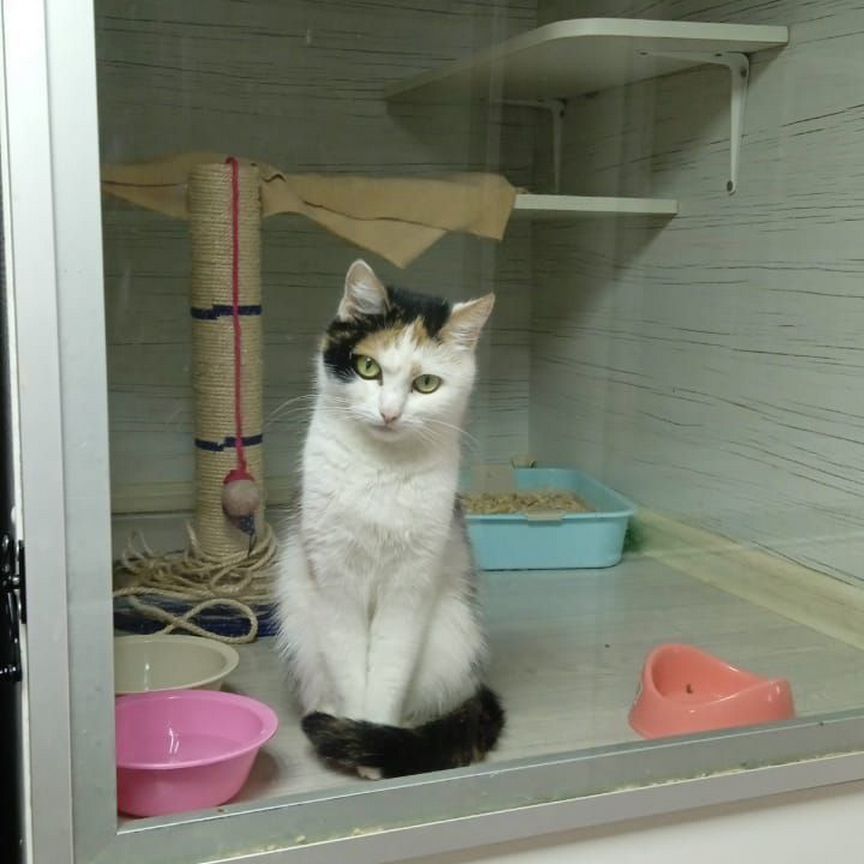 Кошечка ищет дом