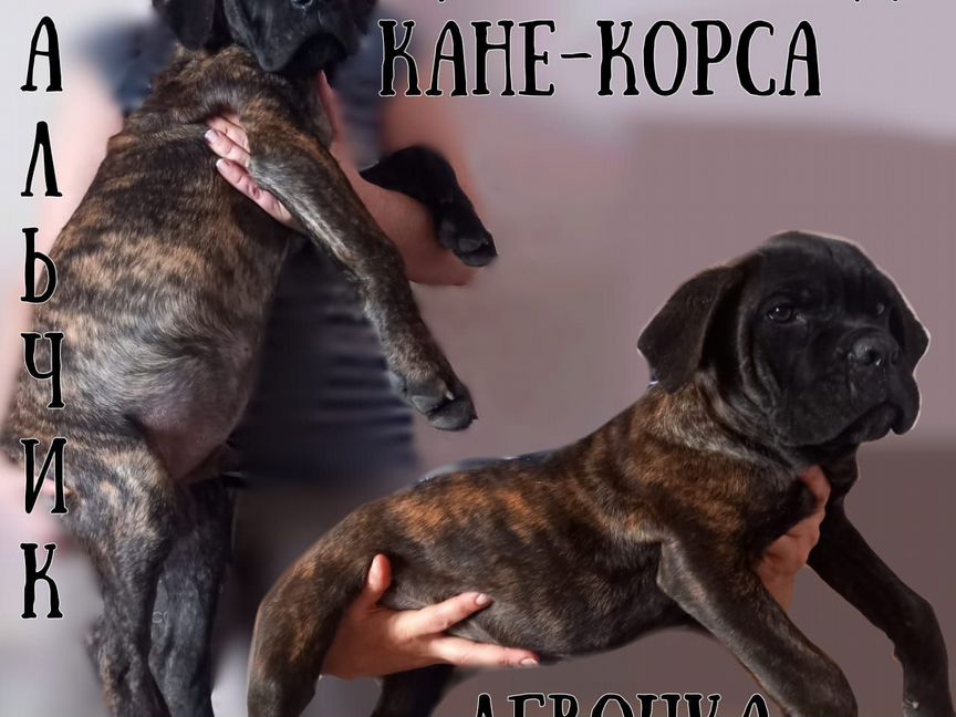 Кане Корсо