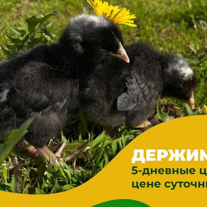 Цыплята Гризбар суточные в наличие и под заказ