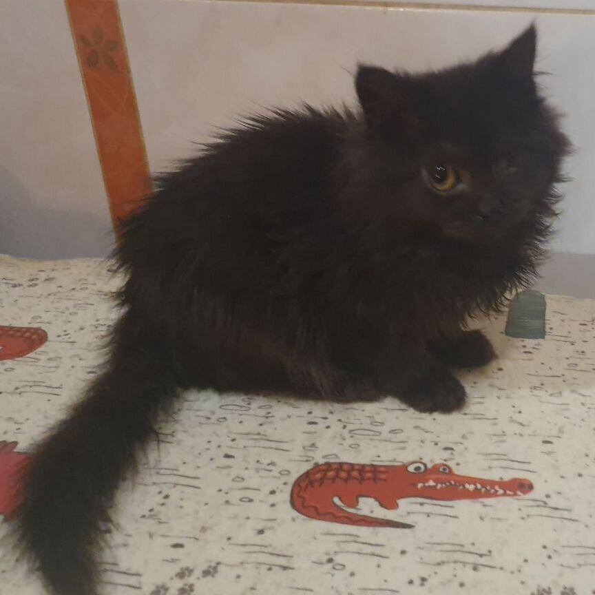 Персидский котёнок