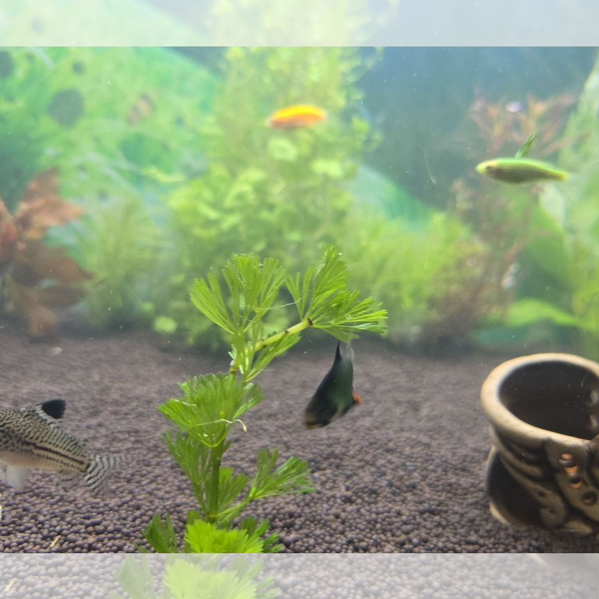 Аквариумные рыбки барбусы суматрские