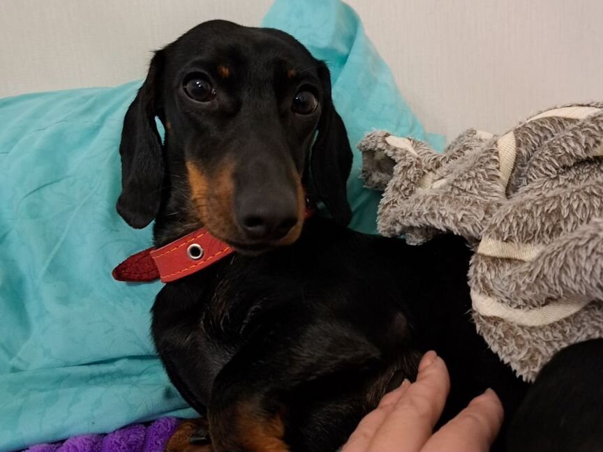 Кроличья такса, 7 месяцев