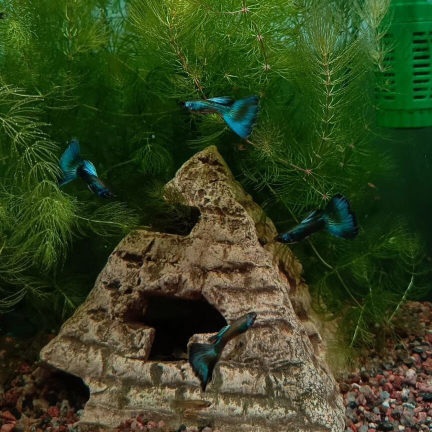 Гуппи малахит