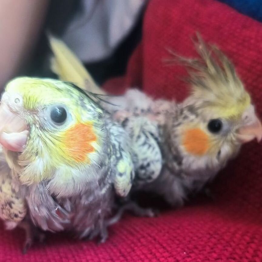 Попугай корелла птенец - самец