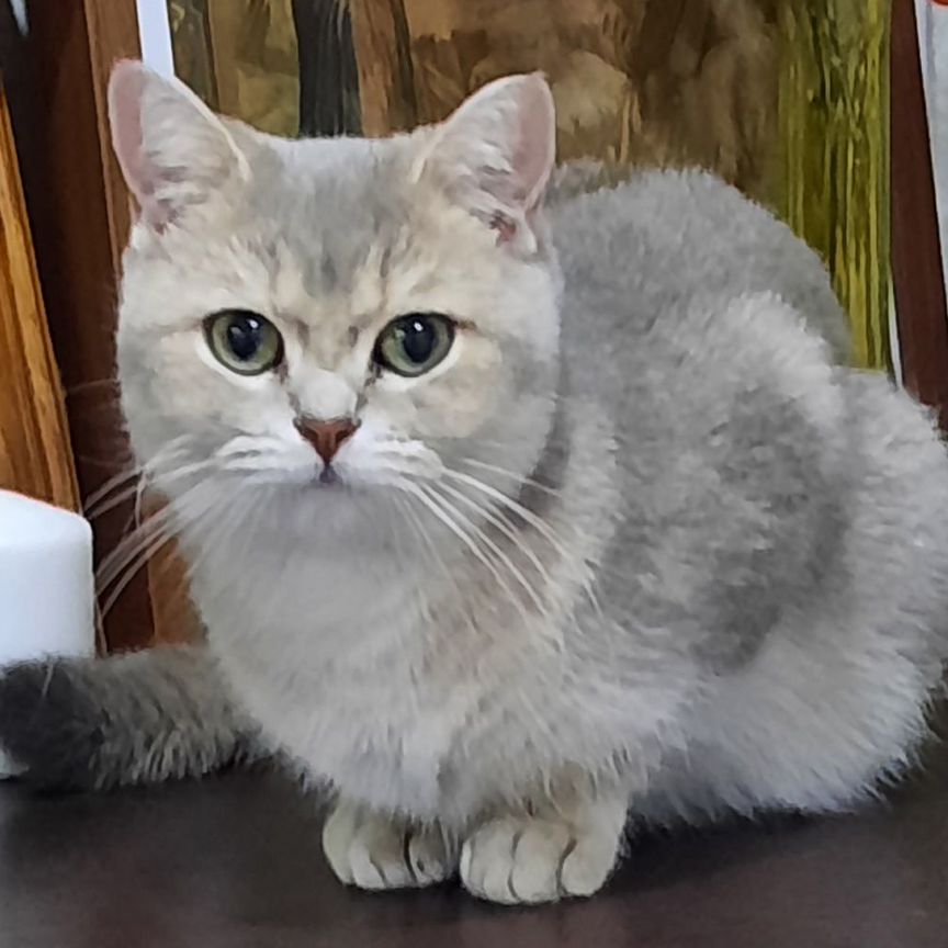 Кошка Голубое золото шиншилла