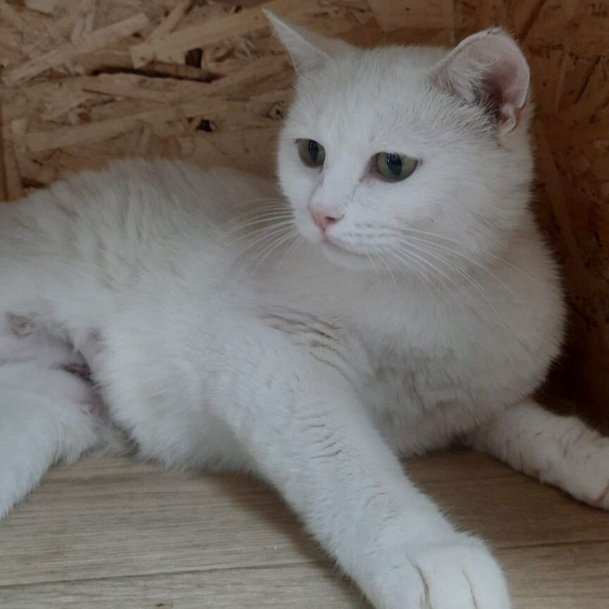 Кошечка