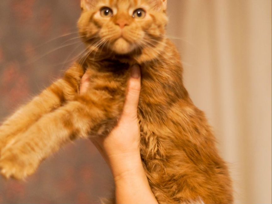 Мейн-кун чудесные девочки (питомник)