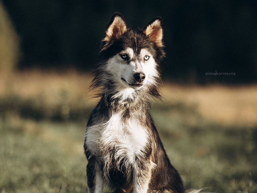 Август из приюта