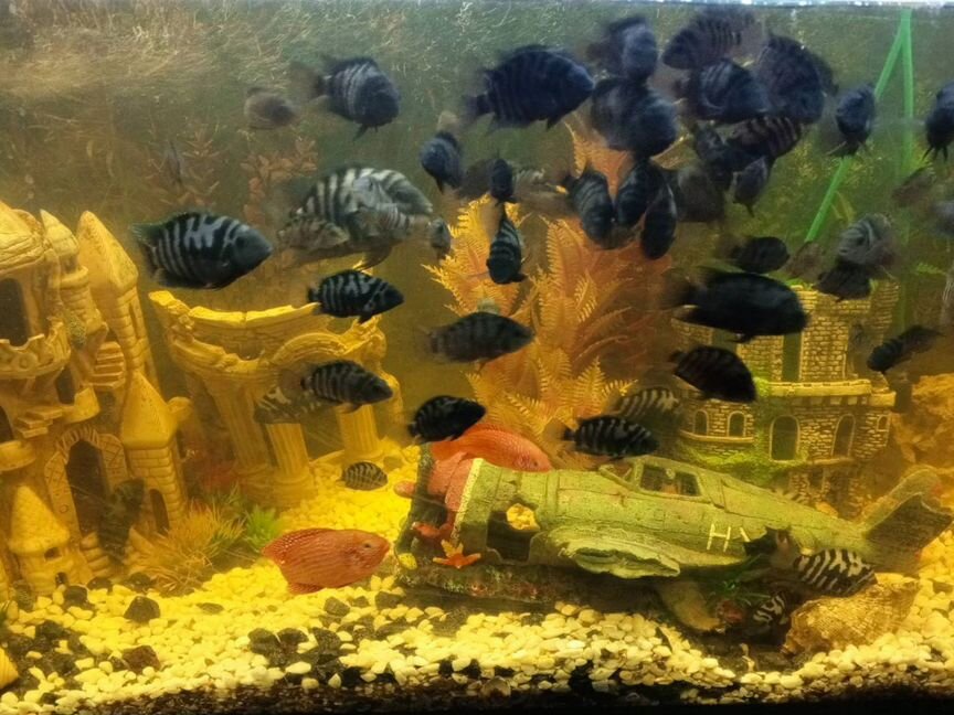 Цихлиды чернополосые от 75