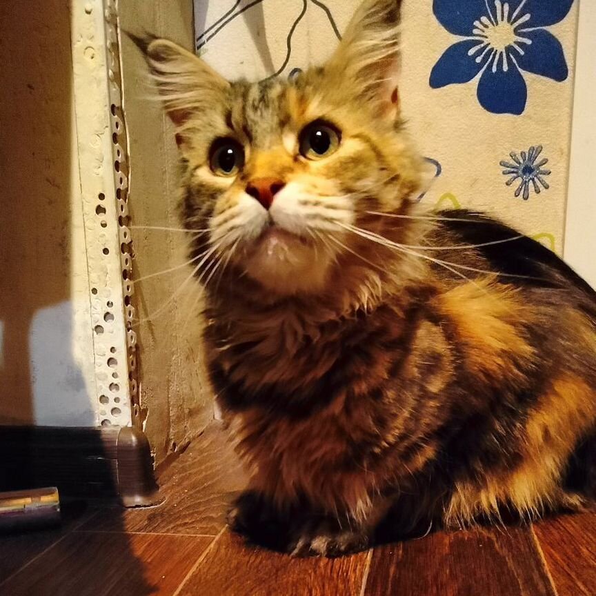 Мейн-кун, взрослая кошка