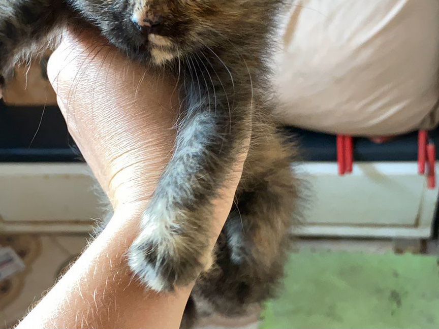 Котёнок найдёныш