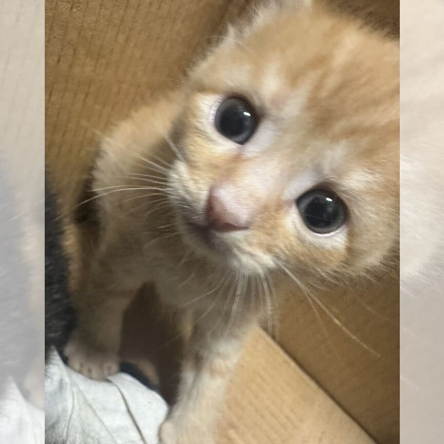 Котёнок от частного владельца