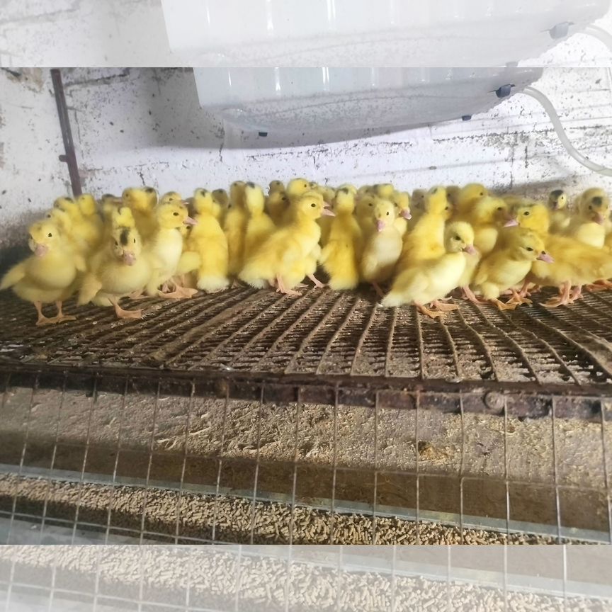 Утки, бройлер