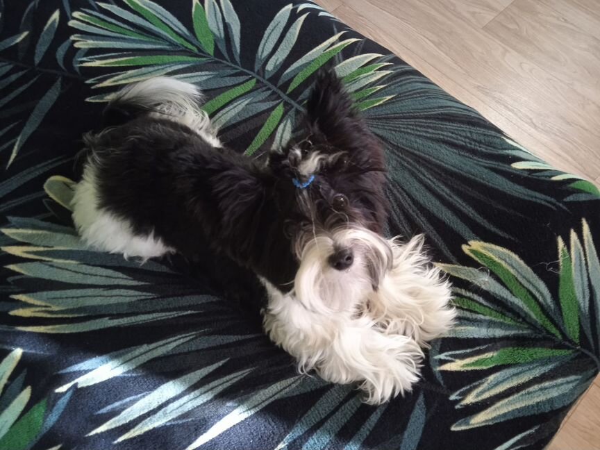 Бивер йорк Вязка