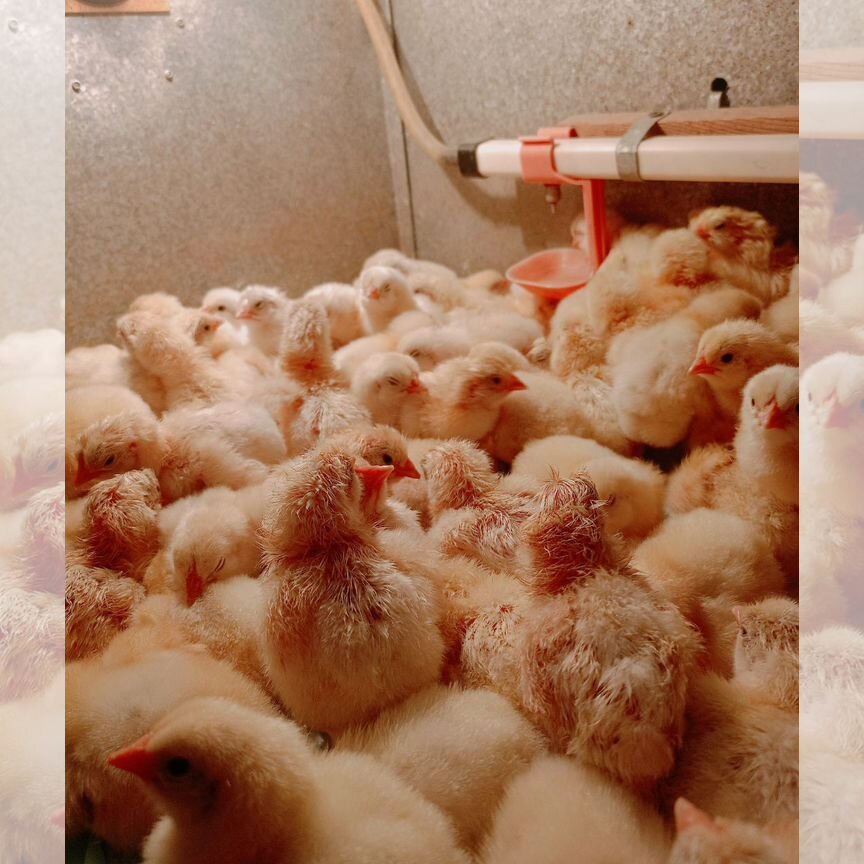 Цыплята бройлеры росс 308 суточные