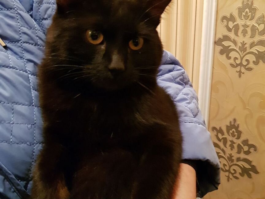 Котята в добрые руки бесплатно мальчик