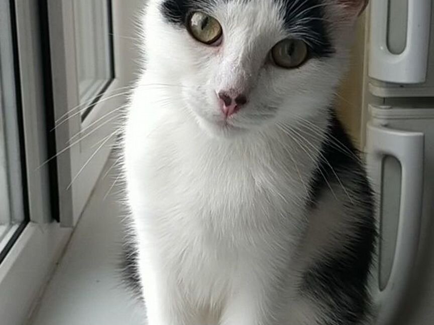 Петруша. с сердечком на носике. 3 мес. котенок