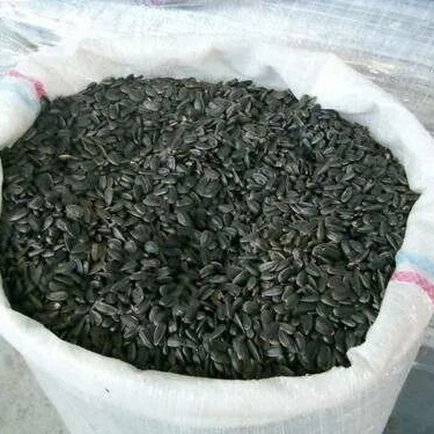 Зерно пшеница