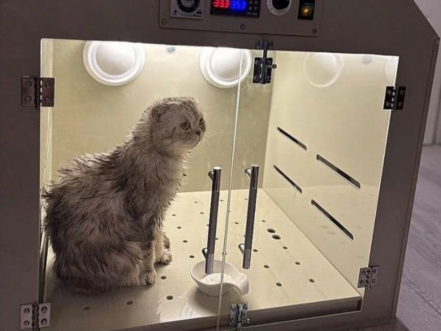 Сушильный бокс для собак и кошек