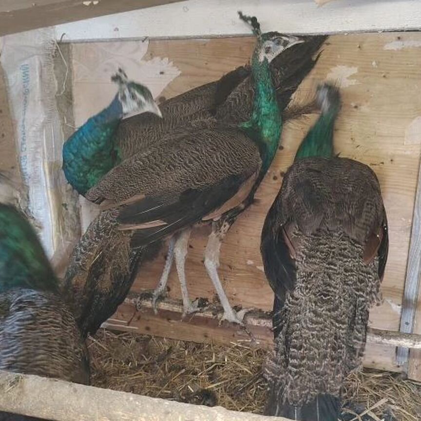 Продажа павлинов