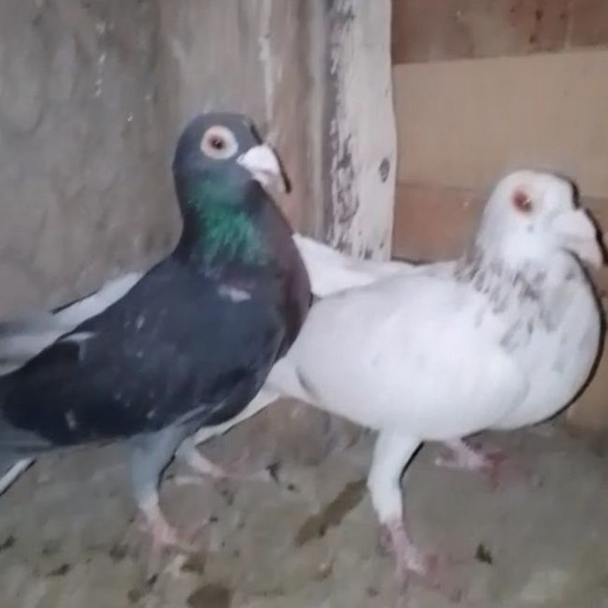 Голуби драконы