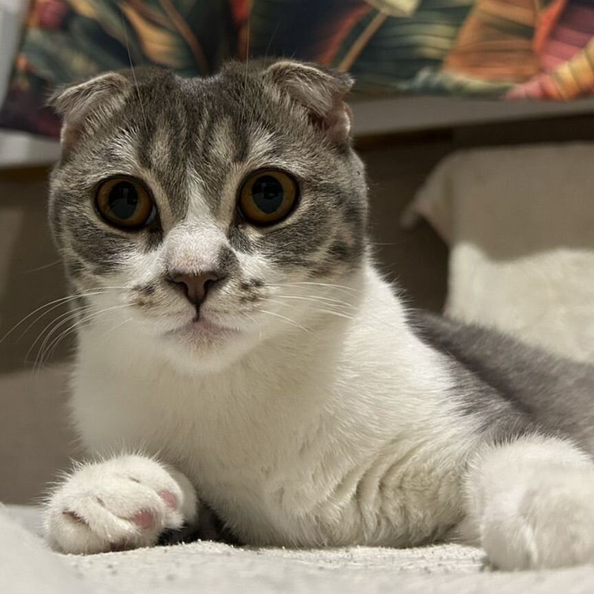 Шотландская вислоухая короткошёрстная, взрослая кошка