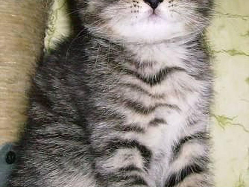 Полосатые-шотландские котята