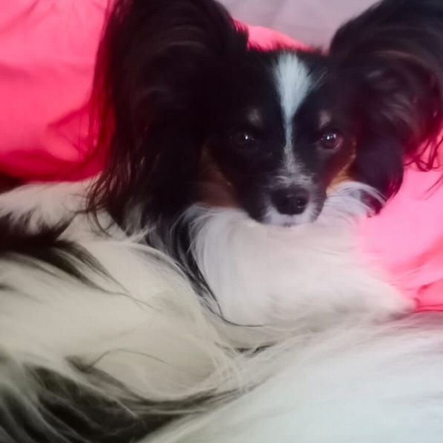 Папильон мальчик