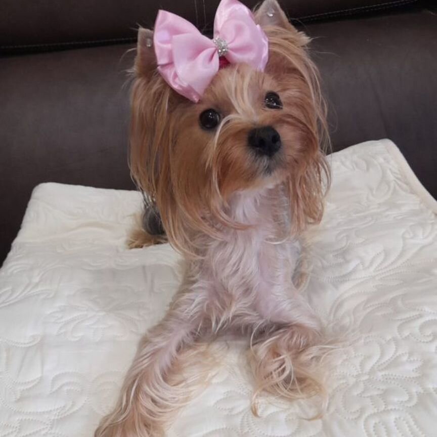 Иоршский терьер