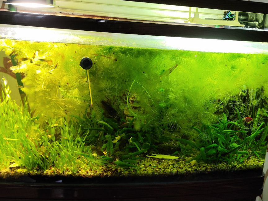 Роголистник, валиснерия спиральная