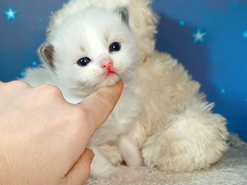 Рэгдолл (Ragdoll) питомник